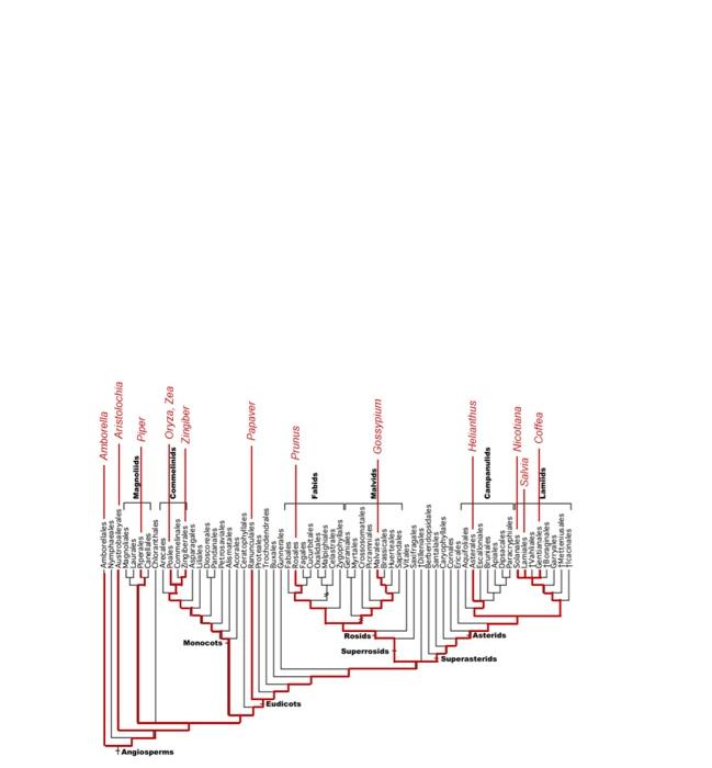 What clades, if any, are different between your | Chegg.com