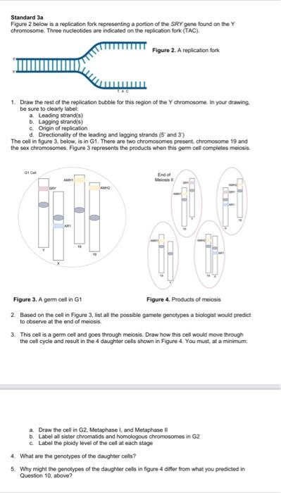 Solved Standard 3a Figure 2 below is a replication fork | Chegg.com