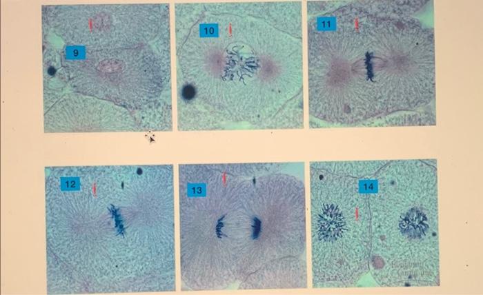 Solved cell division- label it | Chegg.com