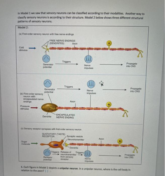 Solved In Model 1 we saw that sensory neurons can be | Chegg.com