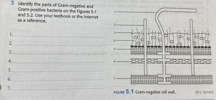 Solved 3 Identify the parts of Gram-negative and | Chegg.com