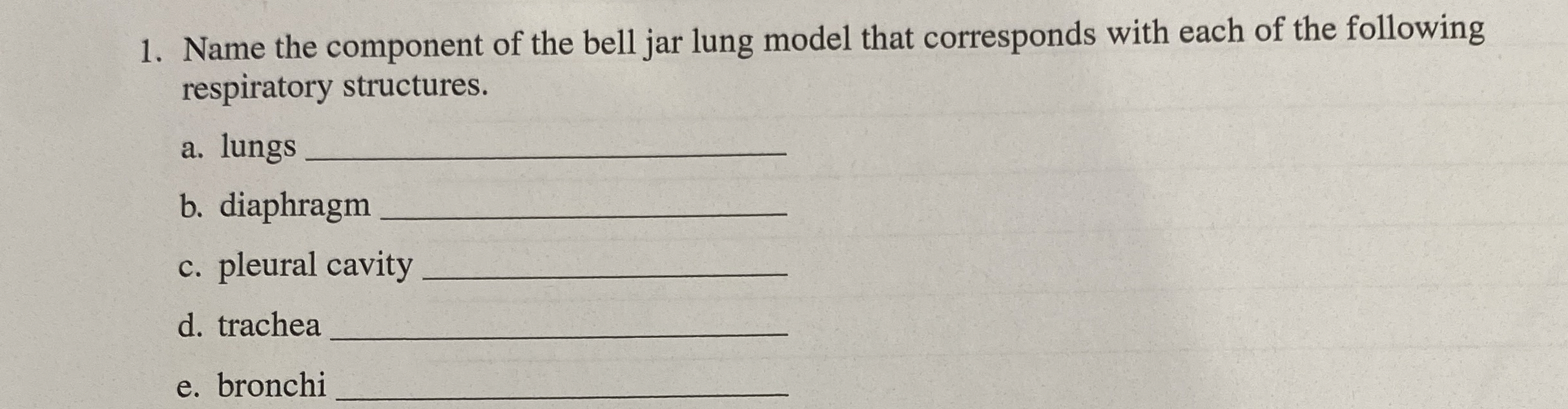 Solved Name the component of the bell jar lung model that | Chegg.com