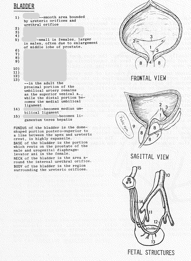 Solved -smooth area boundedby ureteric orifices andurethral | Chegg.com