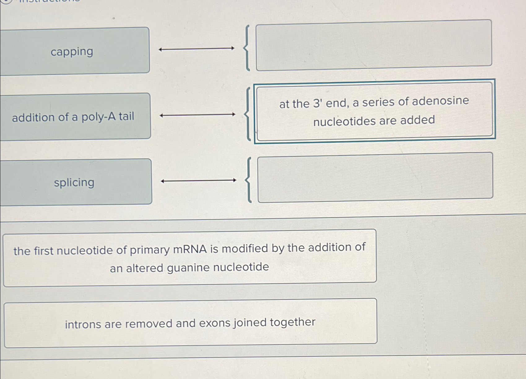 Solved the first nucleotide of primary mRNA is modified by | Chegg.com