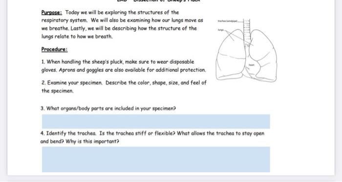 LAB-Dissection of Sheep's Pluck Purpose: Today we | Chegg.com