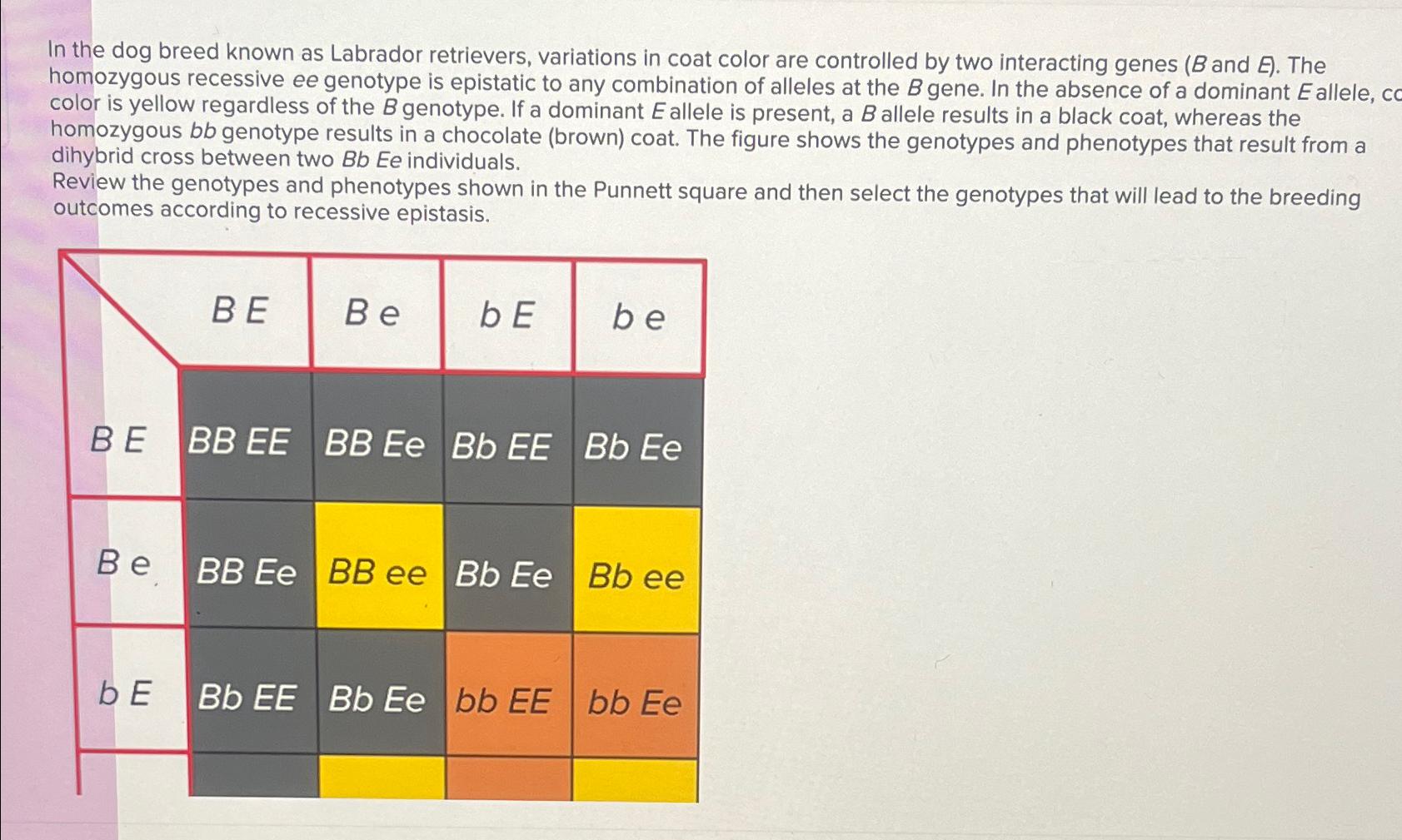Solved In the dog breed known as Labrador retrievers, | Chegg.com