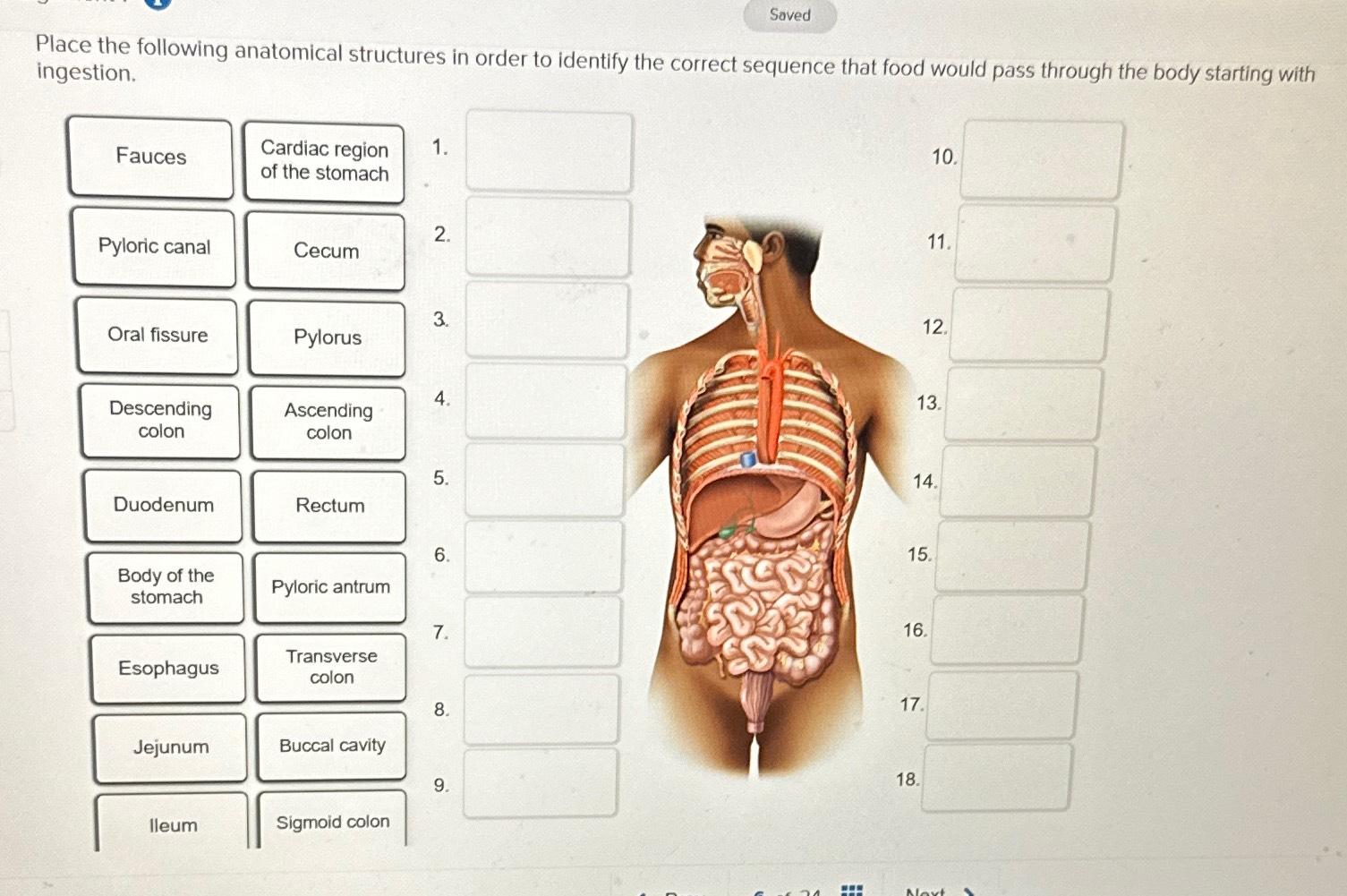 Solved SavedPlace the following anatomical structures in | Chegg.com