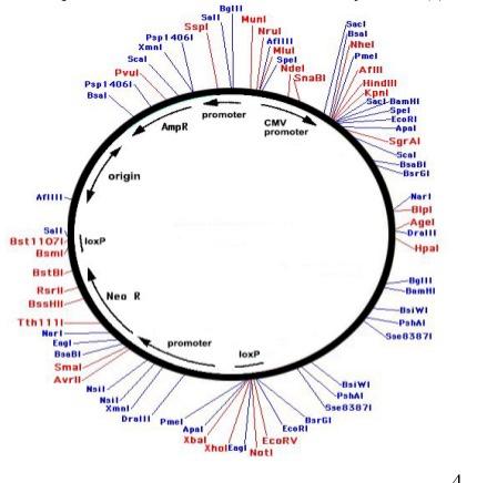(12 points) 9. Below is a mammalian expression | Chegg.com