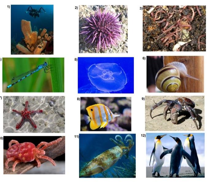 Solved identify the specimen and phylum. list the info that | Chegg.com