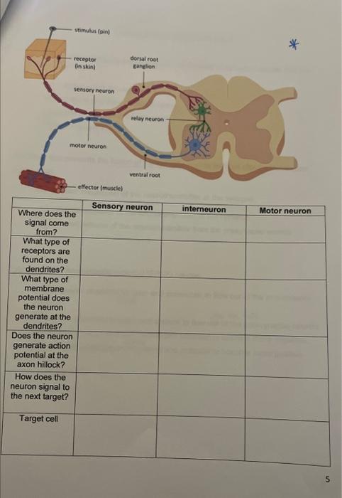 Solved Concept integration: a functional neural pathway | Chegg.com