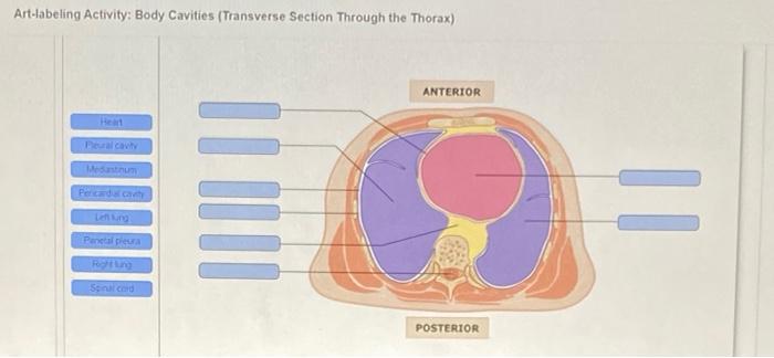 Solved Art-labeling Activity: Body Cavities (Transverse | Chegg.com