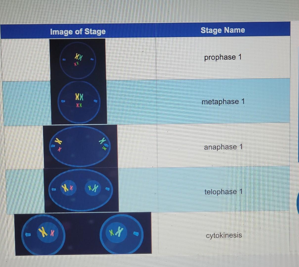 Solved Image of Stage Stage Name XX prophase 1 XX MK | Chegg.com