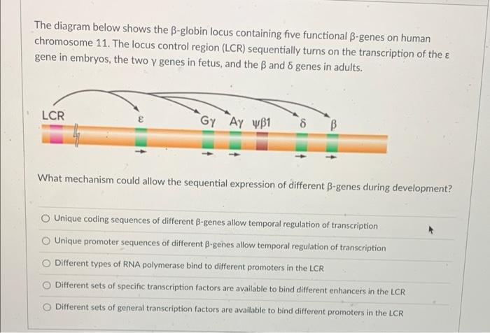 Solved The diagram below shows the B-globin locus containing | Chegg.com