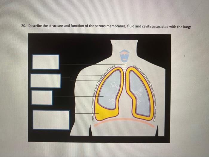 Solved 20. Describe the structure and function of the serous | Chegg.com