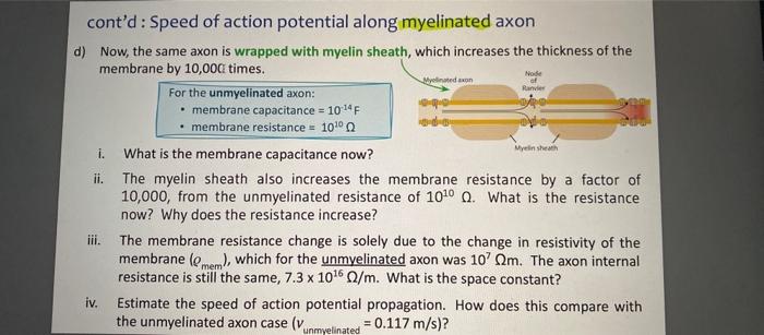 Solved cont'd: Speed of action potential along myelinated | Chegg.com
