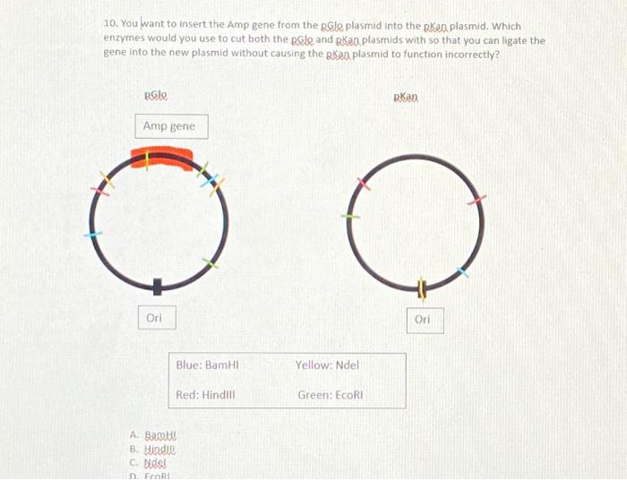 Solved 10. You lwant to insert the Amp gene from the gGle | Chegg.com
