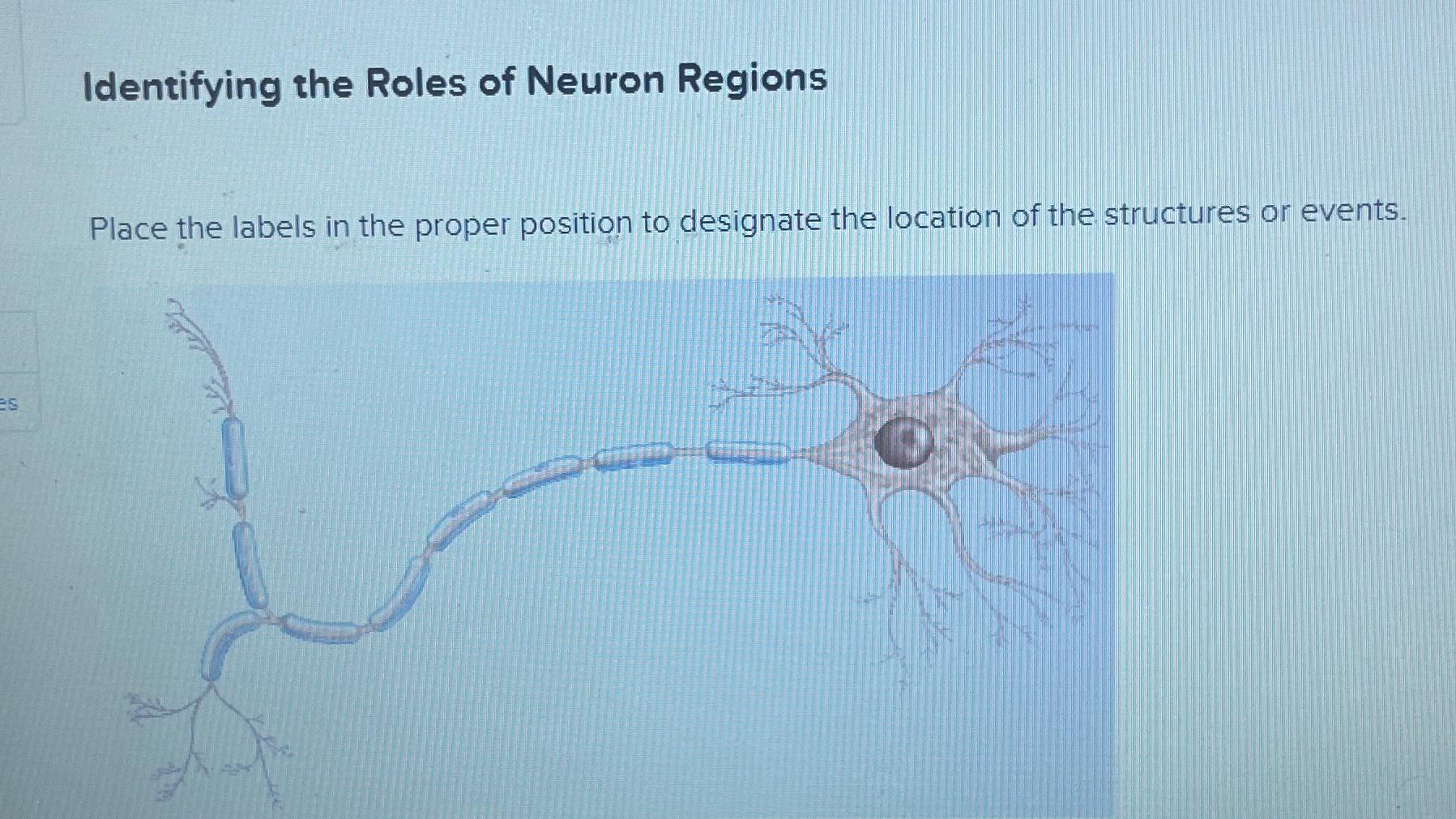 Solved Identifying the Roles of Neuron RegionsPlace the | Chegg.com