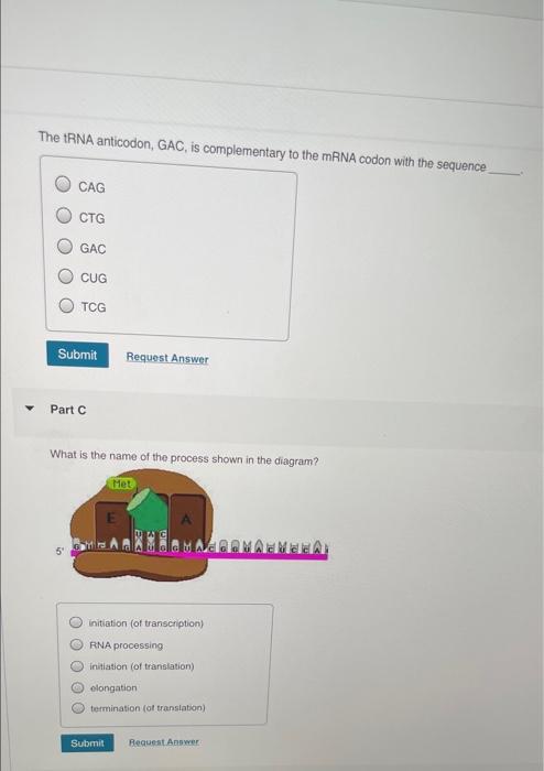 Solved The RNA anticodon, GAC, is complementary to the mRNA | Chegg.com