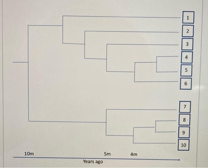 Solved Use the information below to fill in the phylogenetic | Chegg.com