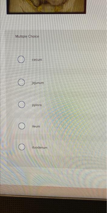 Solved stive Which structure is highlighted? Multiple Choice | Chegg.com