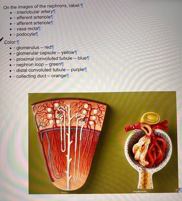 Solved On the images of the nephrons, label: ∥ → | Chegg.com