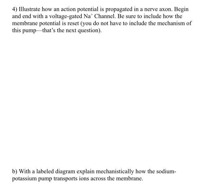Solved 4) Illustrate how an action potential is propagated | Chegg.com