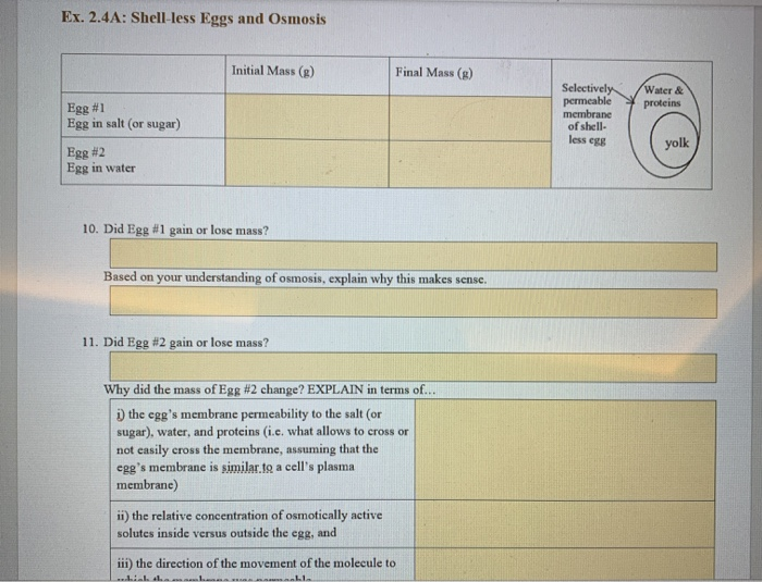 Solved Ex. 2.4A: Shell-less Eggs and Osmosis Initial Mass | Chegg.com