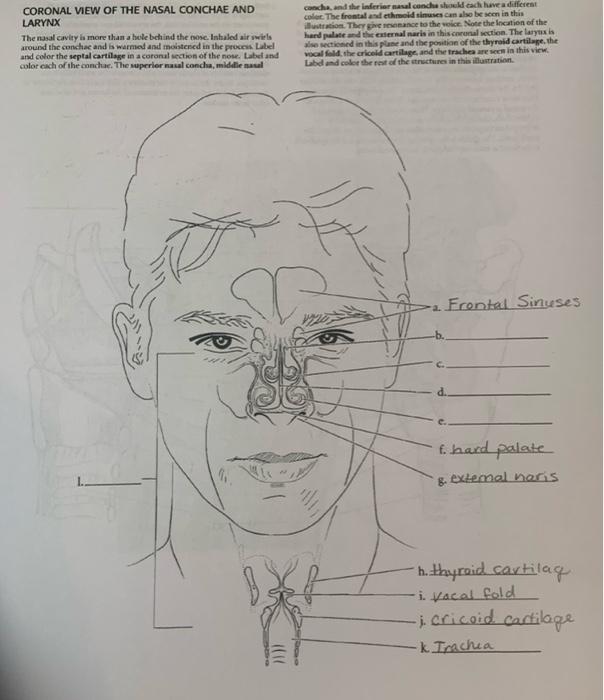 Solved a. Nasal bone b.Frontal Process of Marilla c. NOSE | Chegg.com