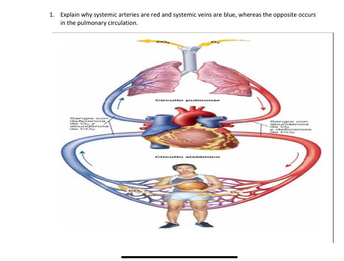 Solved 1. Explain why systemic arteries are red and systemic | Chegg.com
