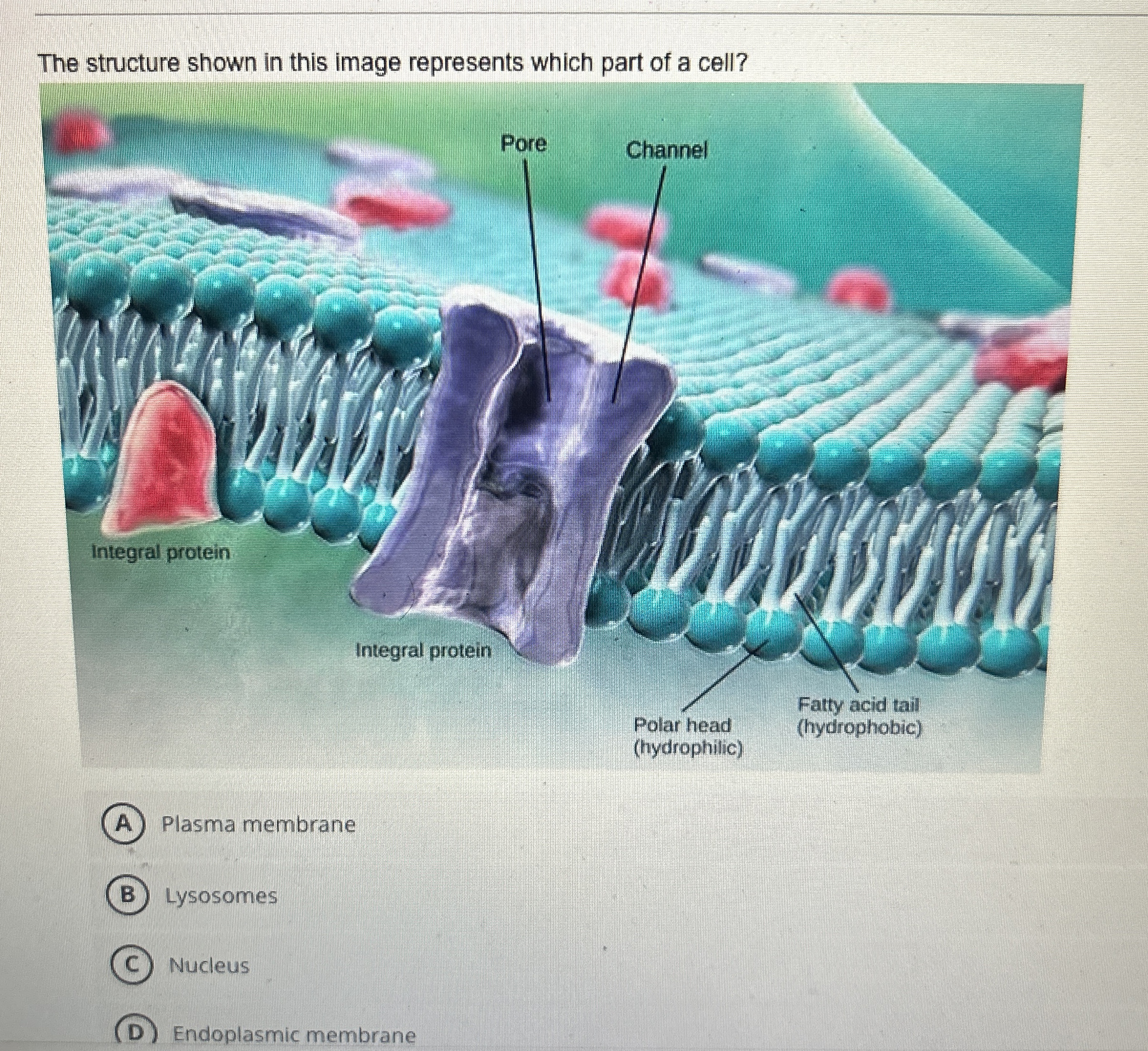 Solved The structure shown in this image represents which | Chegg.com