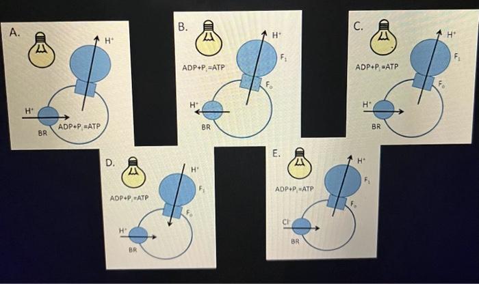 Solved 2. To prove Mitchell's chemiosmotic theory, Efraim | Chegg.com