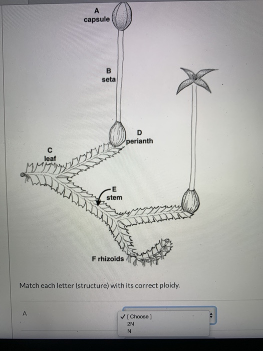 Solved capsule seta W perianth leaf M BYTYYJVIA stem F | Chegg.com