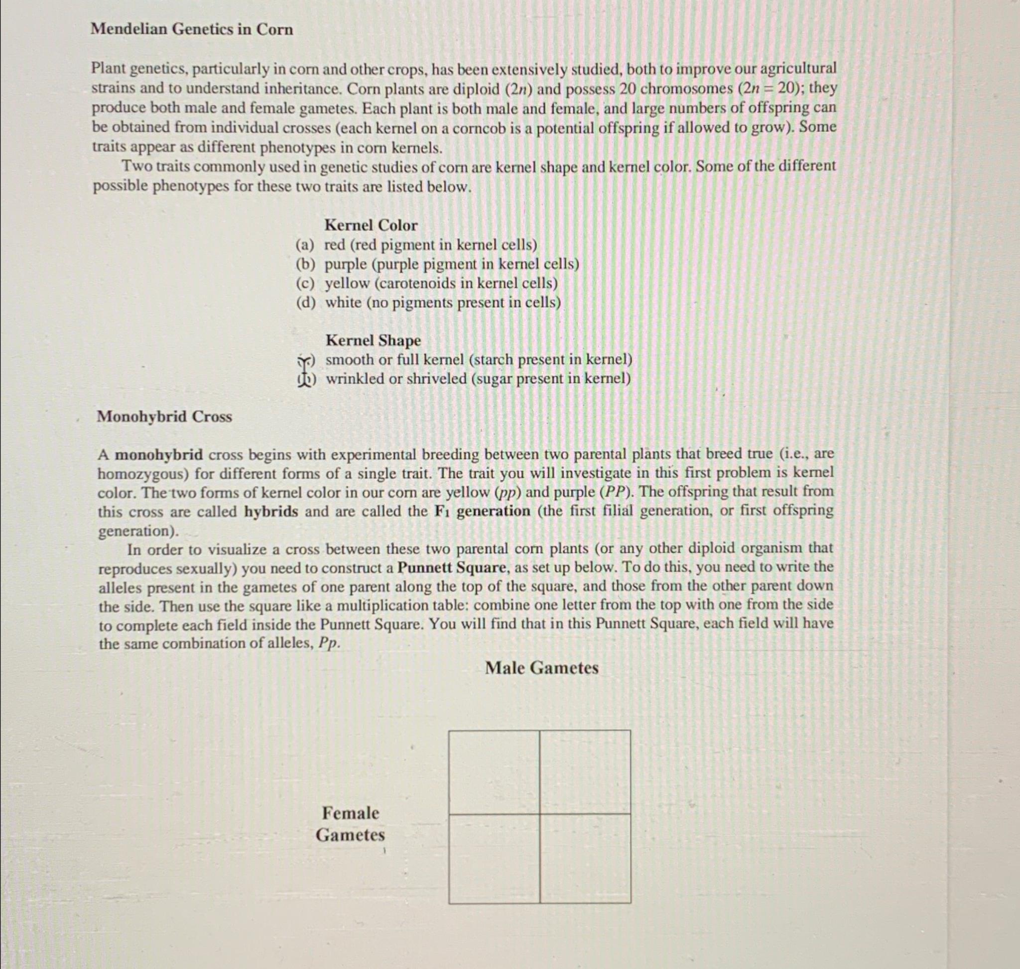 Solved Mendelian Genetics in CornPlant genetics, | Chegg.com