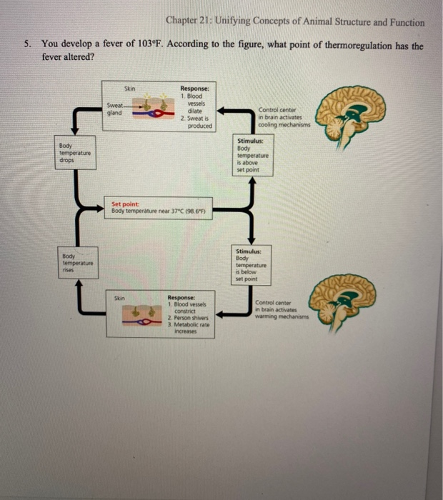 Solved Chapter 21: Unifying Concepts of Animal Structure and | Chegg.com