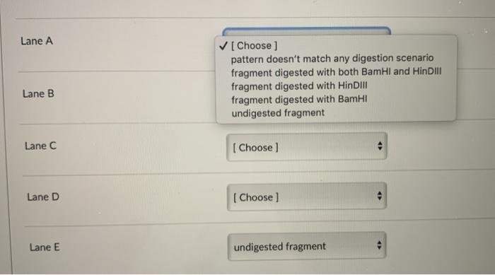 Solved A 10 kb fragment of DNA has a BamHl restriction | Chegg.com
