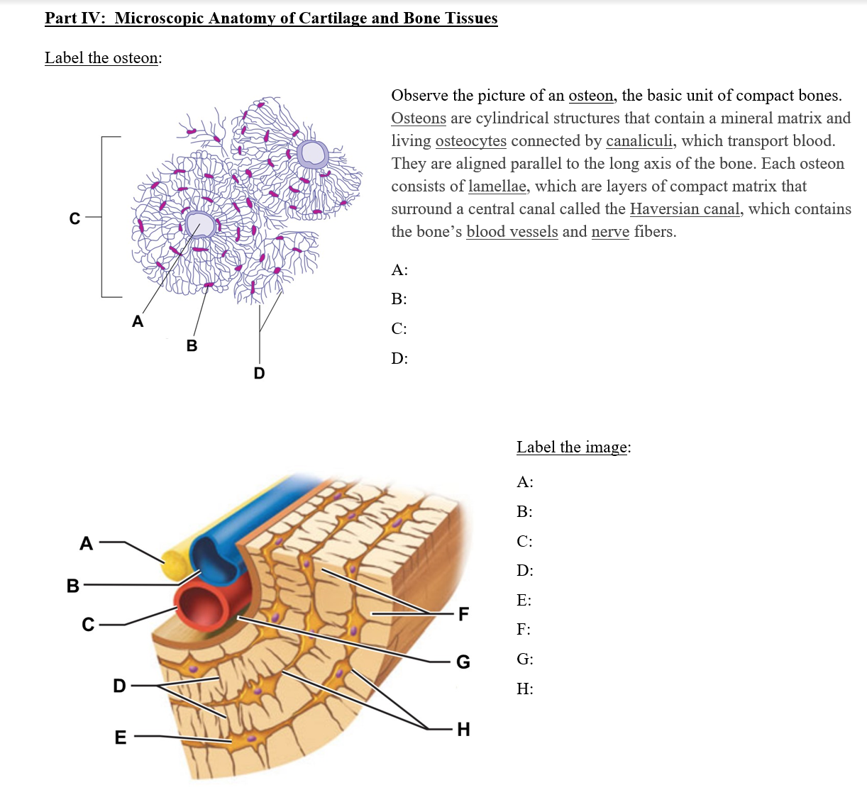 Solved Part IV: Microscopic Anatomy of Cartilage and Bone | Chegg.com