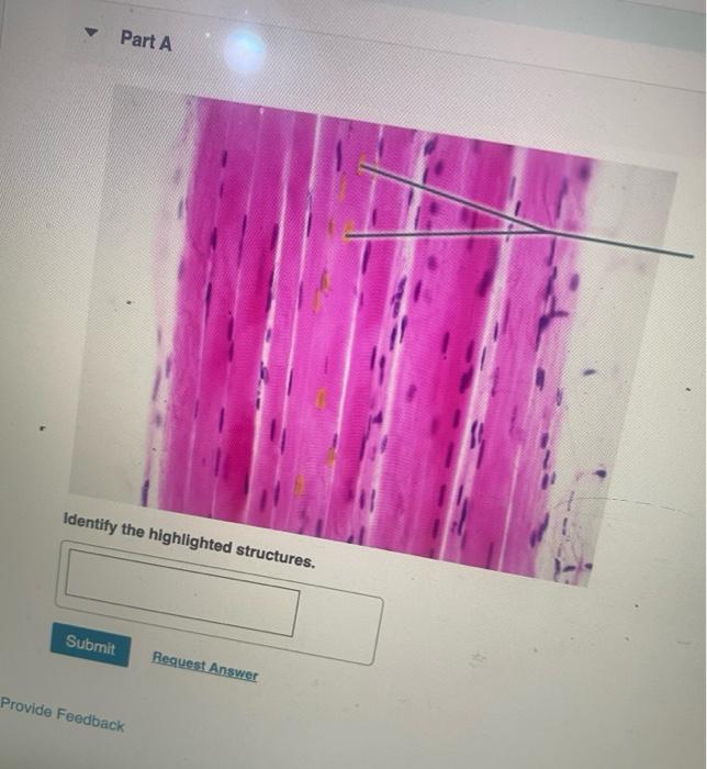 Solved Part A Identify the highlighted structures. Submit | Chegg.com