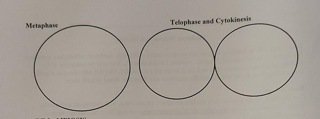 Solved Modeling Mitosis and Meiosis Today you will be | Chegg.com