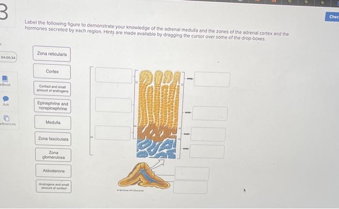 Solved Identify the major endocrine tissues and glands by | Chegg.com