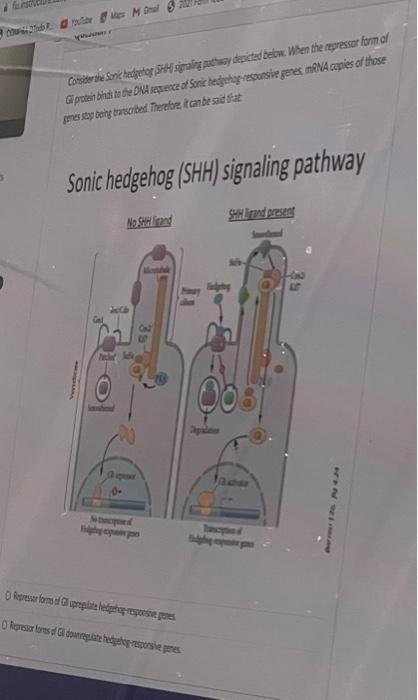 Sonic hedgehog (SHH) signaling pathwaySonichedgehog | Chegg.com