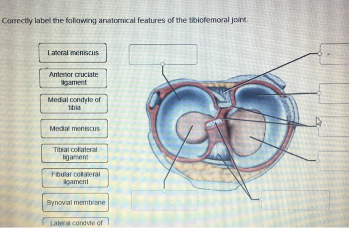 Solved Correctly label the following anatomical features of | Chegg.com