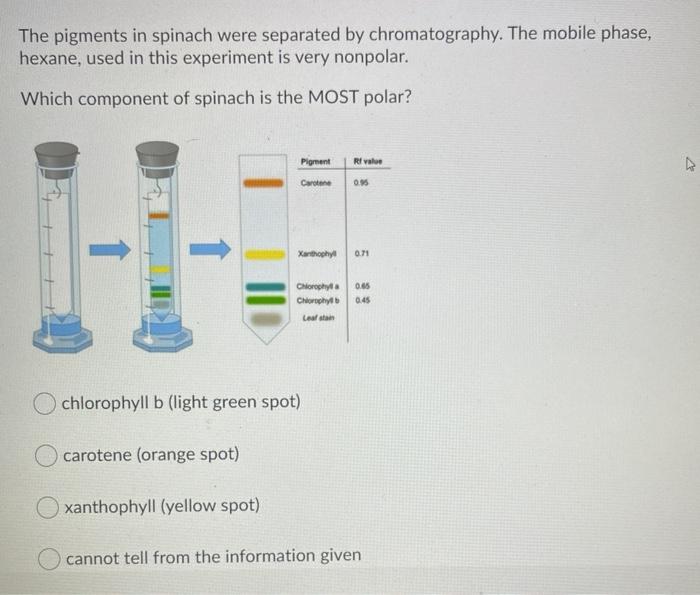 Solved The pigments in spinach were separated by | Chegg.com