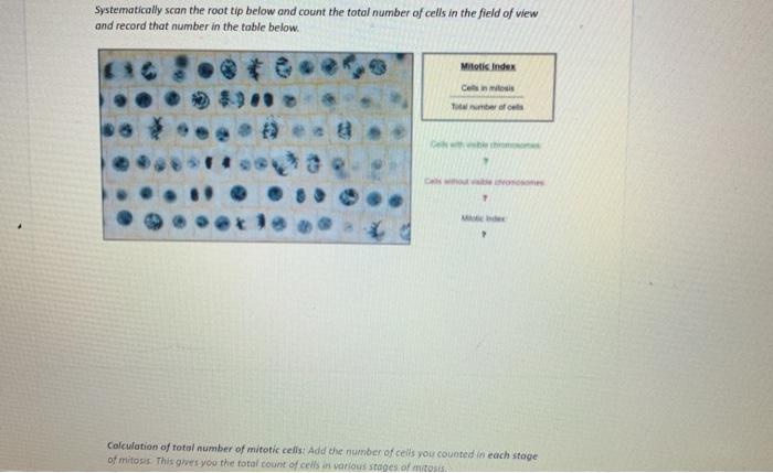 Solved Calculation for total number of cells in interphase: | Chegg.com