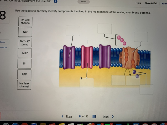 Solved SL 202 Connect Assignment #2: Due 2/2... i Saved Help | Chegg.com