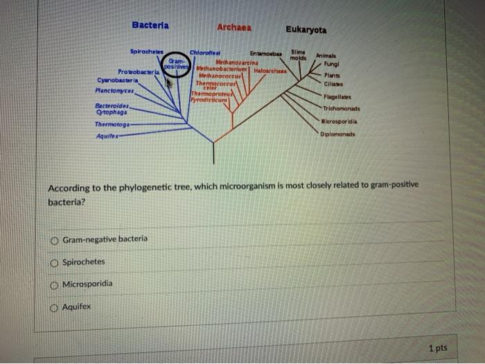 Solved Bacteria Archaea Eukaryota Slime molds Animals Fungi | Chegg.com