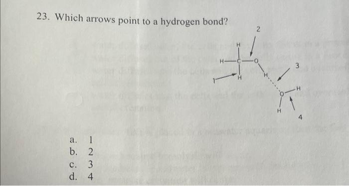 Solved 23. Which arrows point to a hydrogen bond? a. 1 b. 2 | Chegg.com