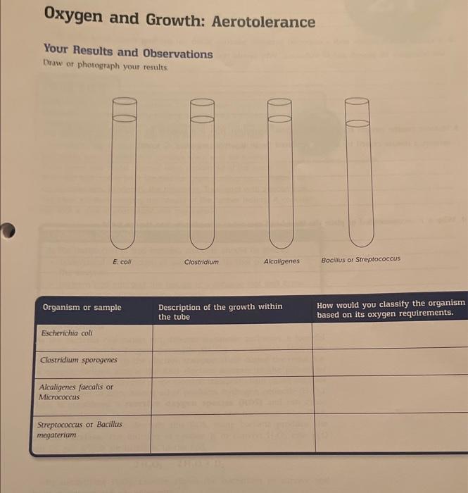 Solved Oxygen and Growth: Aerotolerance Your Results and | Chegg.com