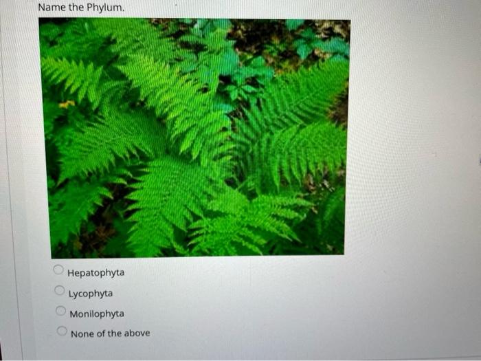 Solved Name the Phylum Hepatophyta Lycophyta Monilophyta | Chegg.com