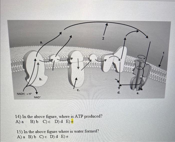 Solved 14) In the above figure, where is ATP produced? A) a | Chegg.com