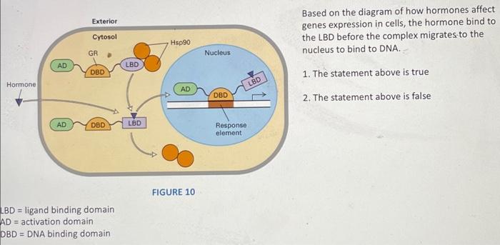 Solved Based on the diagram of how hormones affect genes | Chegg.com